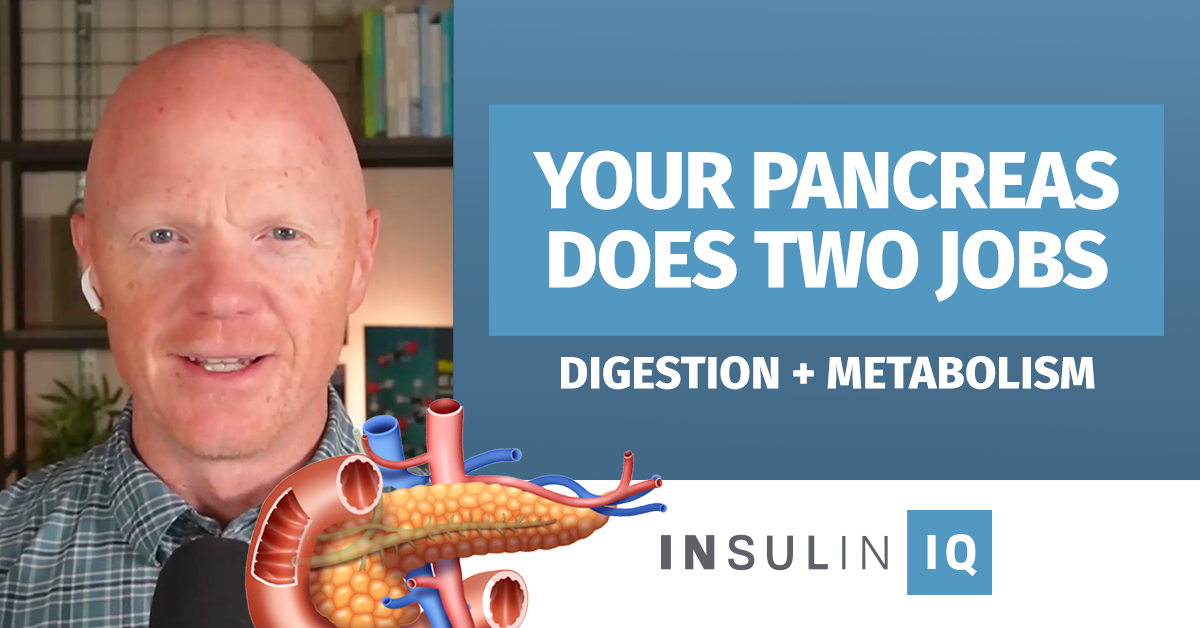 The Pancreas: Endocrine vs. Exocrine Explained